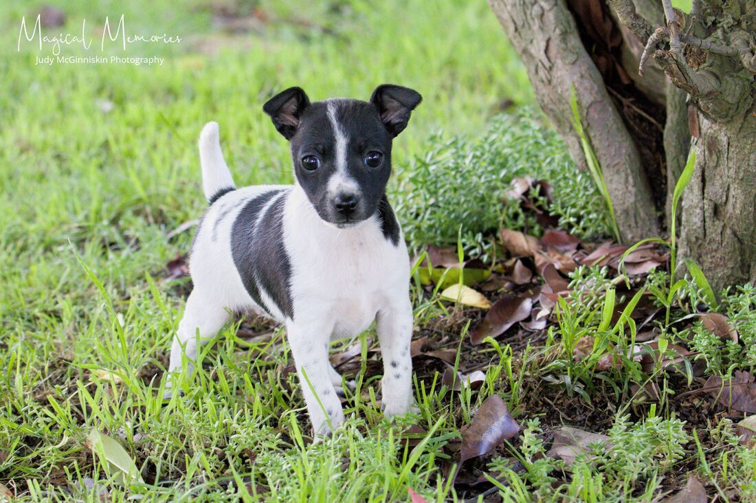 Puppies For Sale | Davmac Mini Foxies