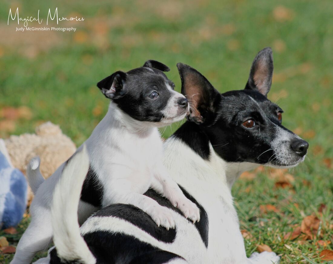 Puppies | Davmac Mini Foxies