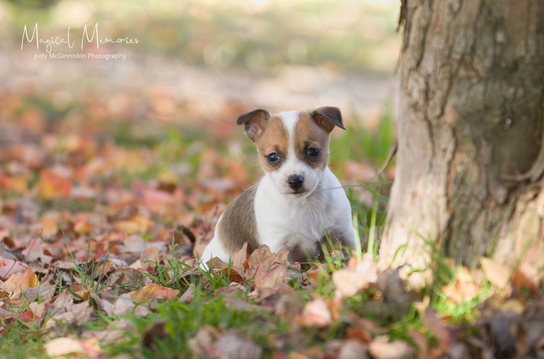 Puppies For Sale | Davmac Mini Foxies